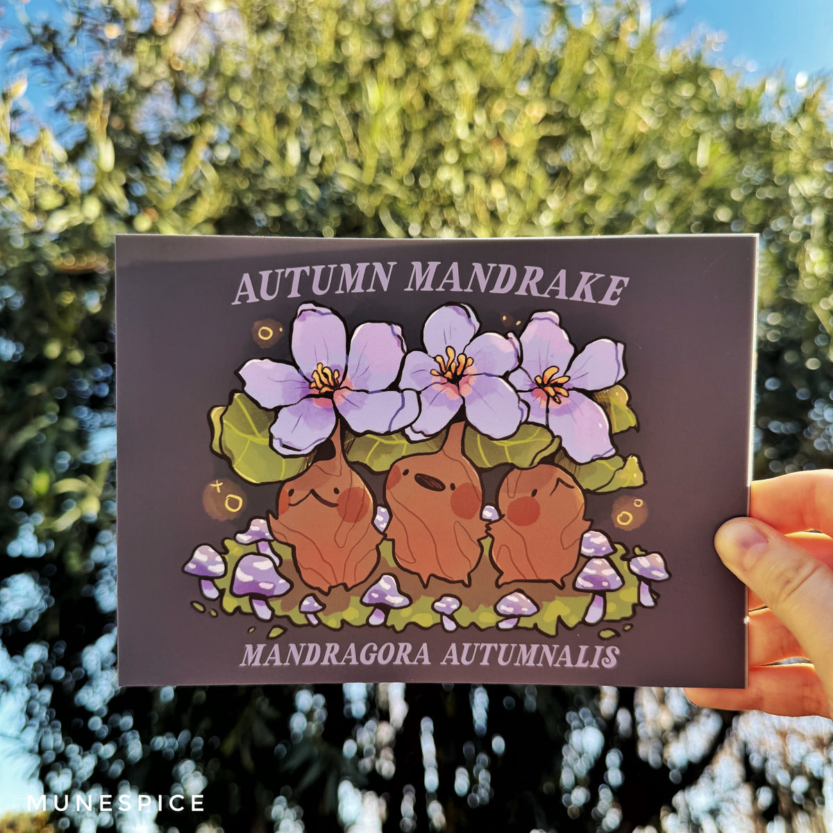 Autumn Mandrake | Postcard Print – Munespice